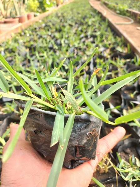 Foto: Chepica Mexicana9 de Paisajismo Sustentable #630054 - Habitissimo