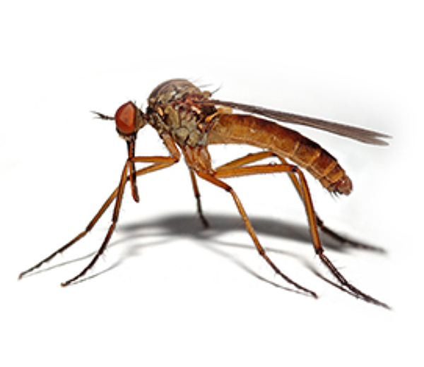 Foto: Zancudo de Servilagos #116851 - Habitissimo