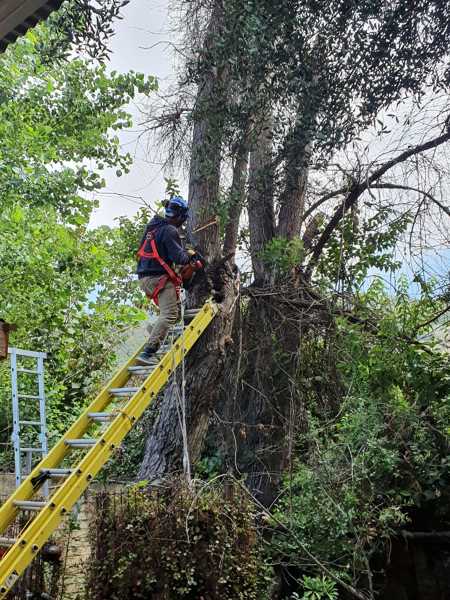 Foto: Corte de Árboles Municipalidad Catemu de Celmak SPA #563163 ...