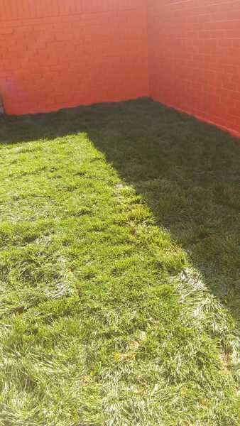 Foto: Instalación de Pasto en Patio. de CREOPARK LTDA. #293946 ...